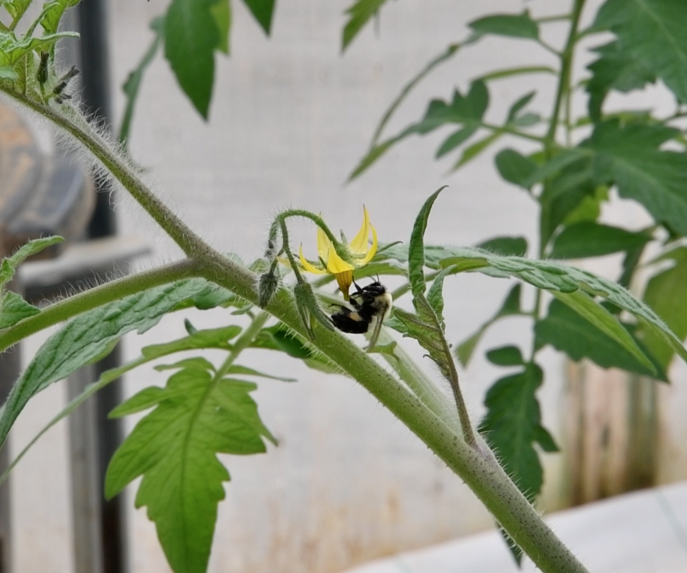 Tennessee Tech becomes the 75th Bee Campus USA in nation